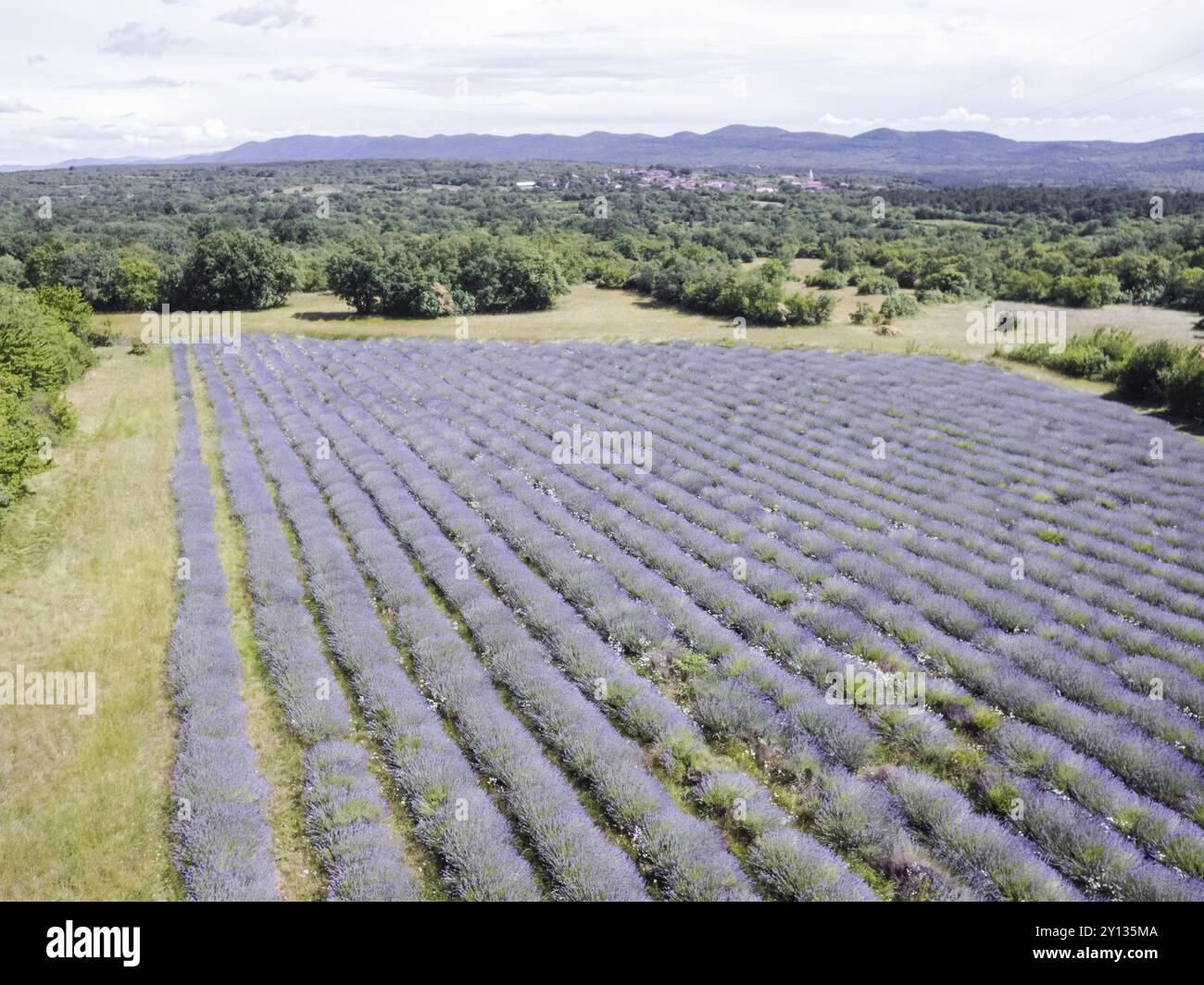 Aerial view photo of lavender field in full blooming season in diagonal ...
