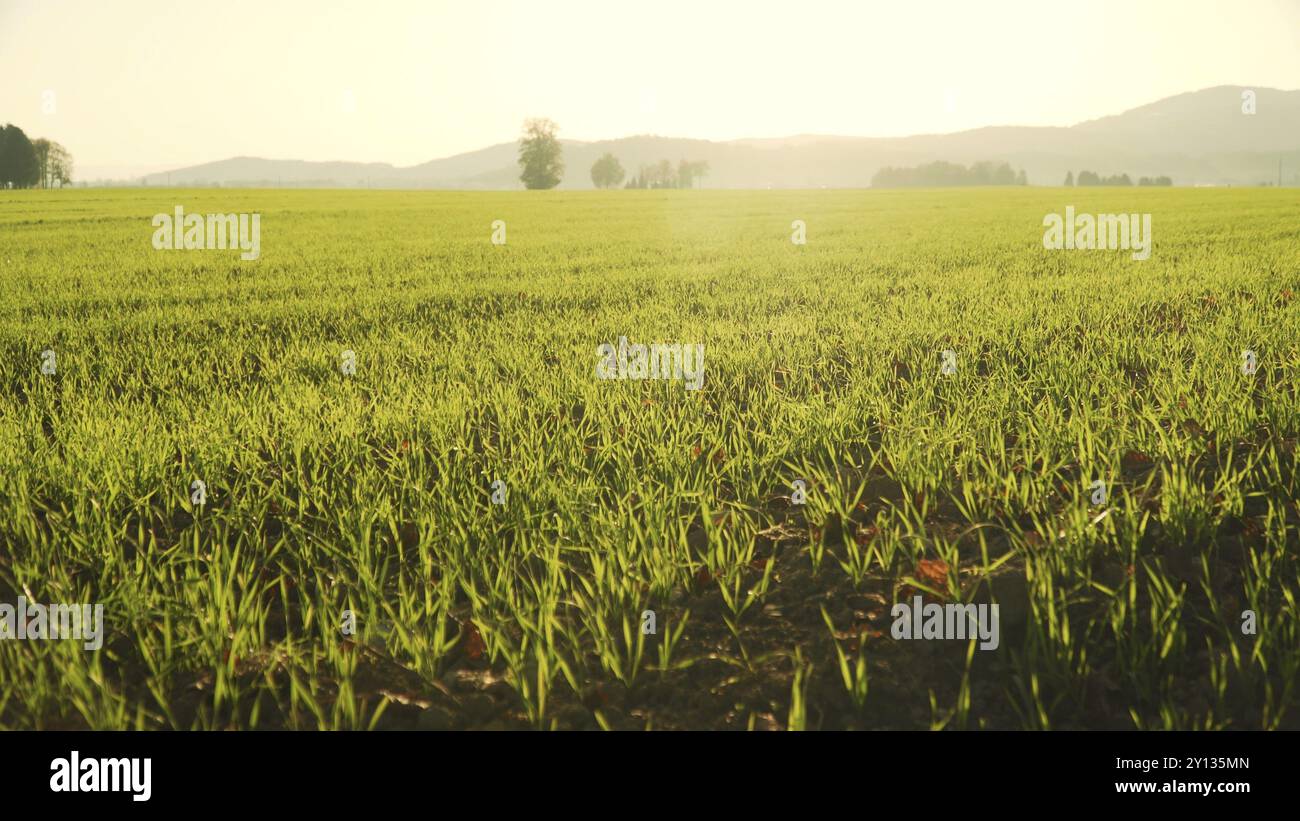 Vibrant green young corn plants, seedlings on dark brown fertile, moist soil. Corn field, warm ...
