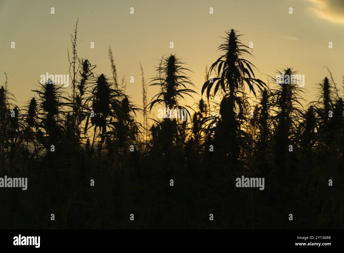 Marijuana plant at outdoor cannabis farm field Stock Photo - Alamy