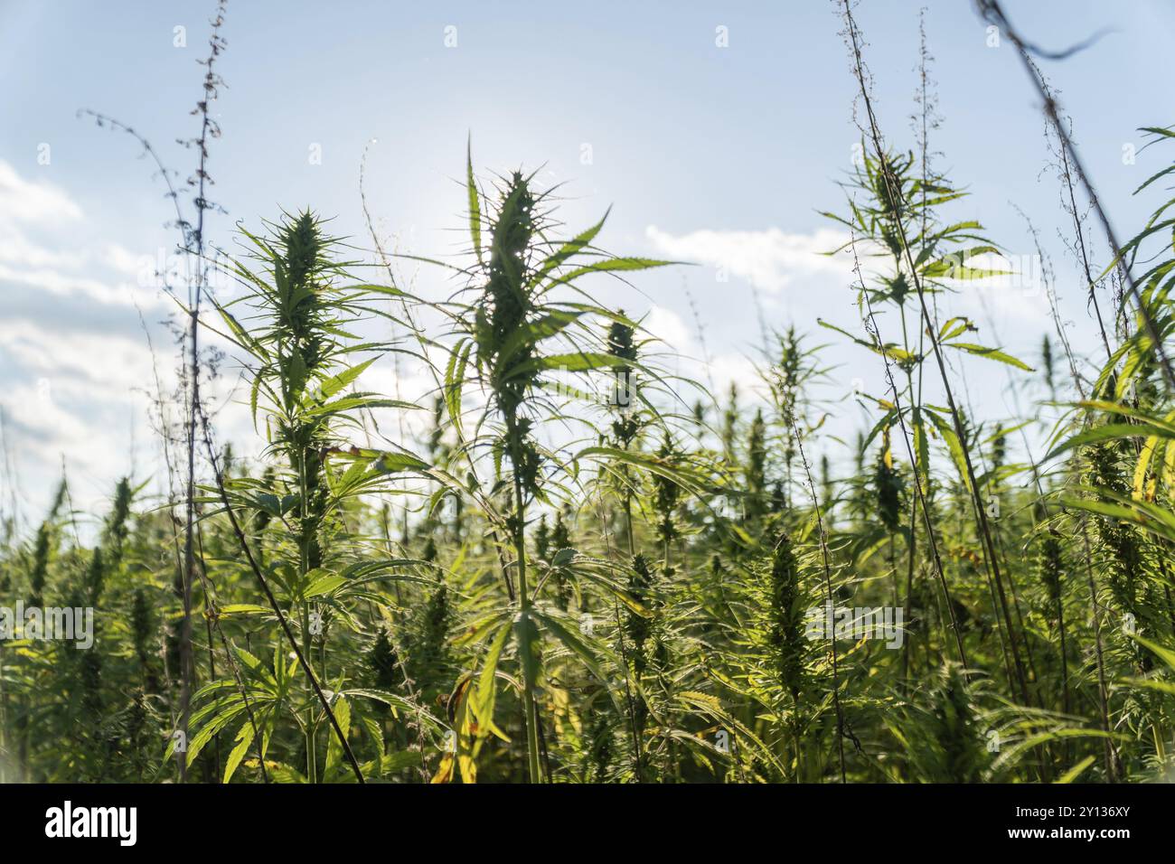 Cannabis farms hi-res stock photography and images - Alamy