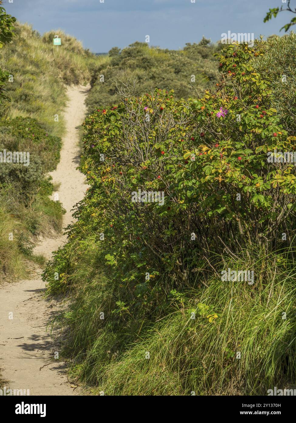 A narrow sandy path through dense green vegetation and hills in a ...