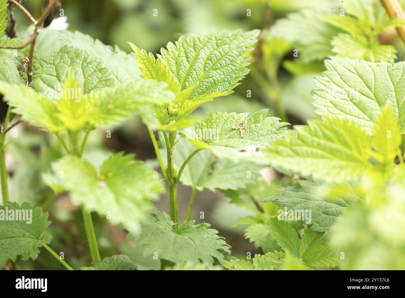 Stinging nettle leaves as background growing in the wild. Beautiful ...