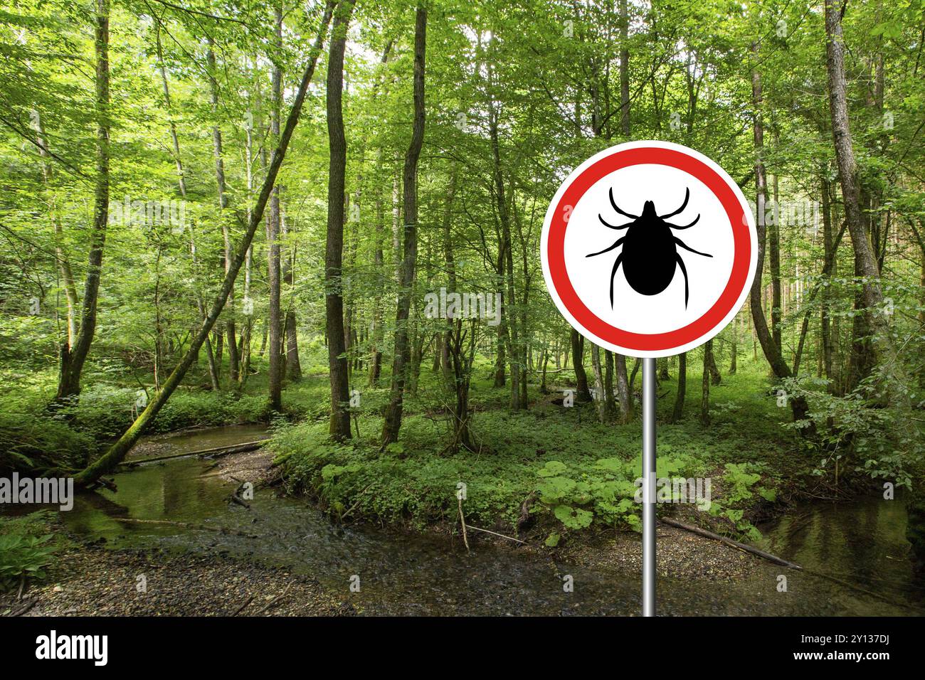 Tick insect warning sign in infected forest. Lyme disease and ...