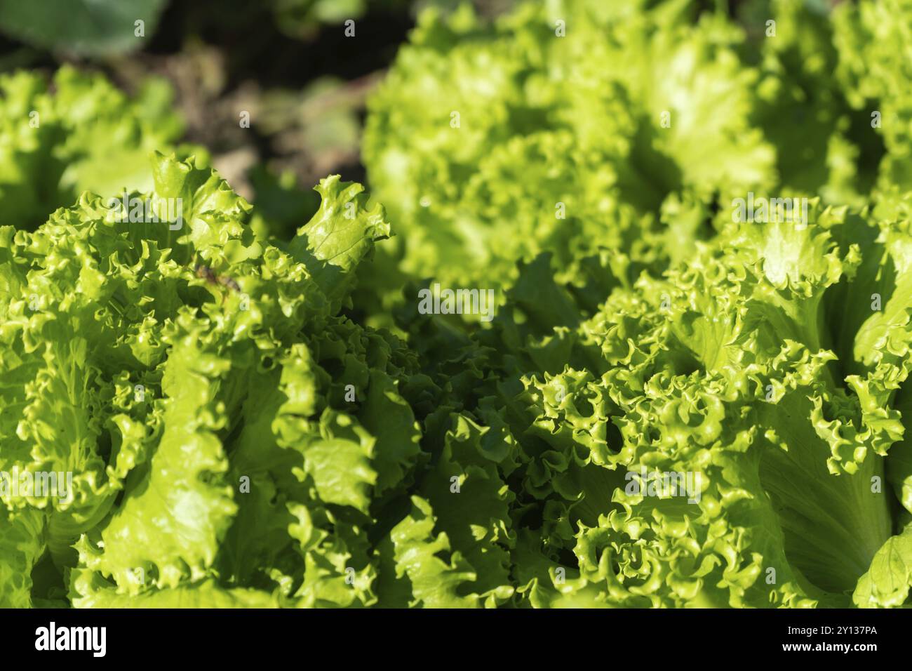 Lettuce farm. Green lettuce plants in growth at field Stock Photo - Alamy