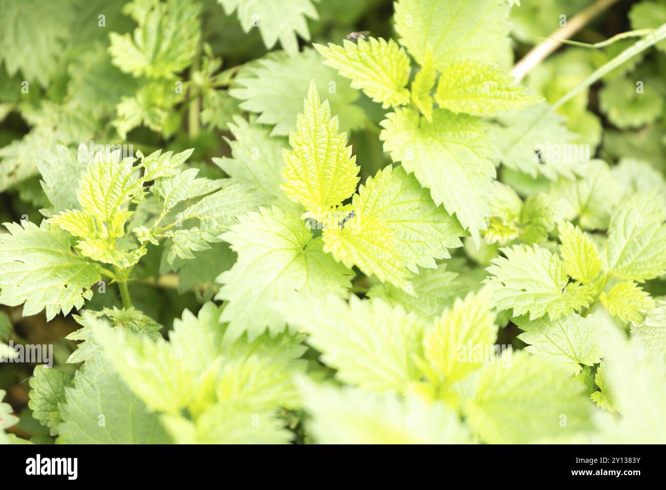 Stinging nettle leaves as background growing in the wild. Beautiful ...