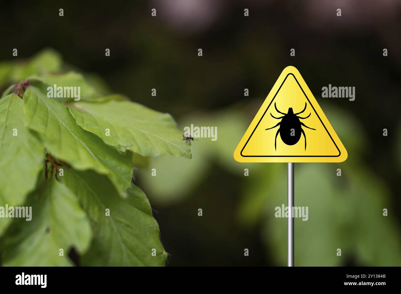 Tick insect warning sign in nature forest. Lyme disease and tick-borne ...