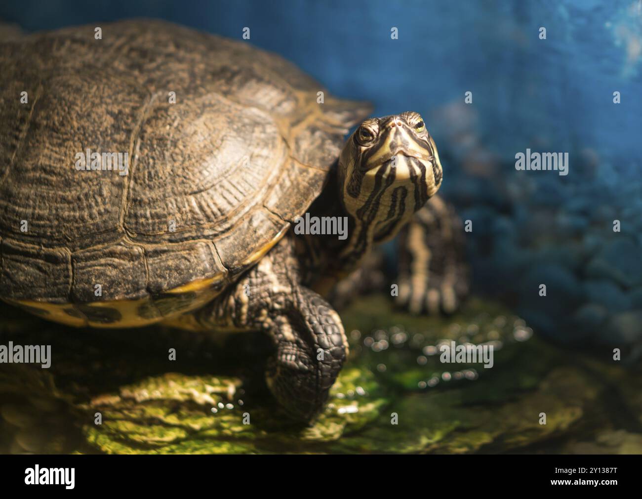 Western painted turtle chrysemys picta sitting on rock basking in late ...