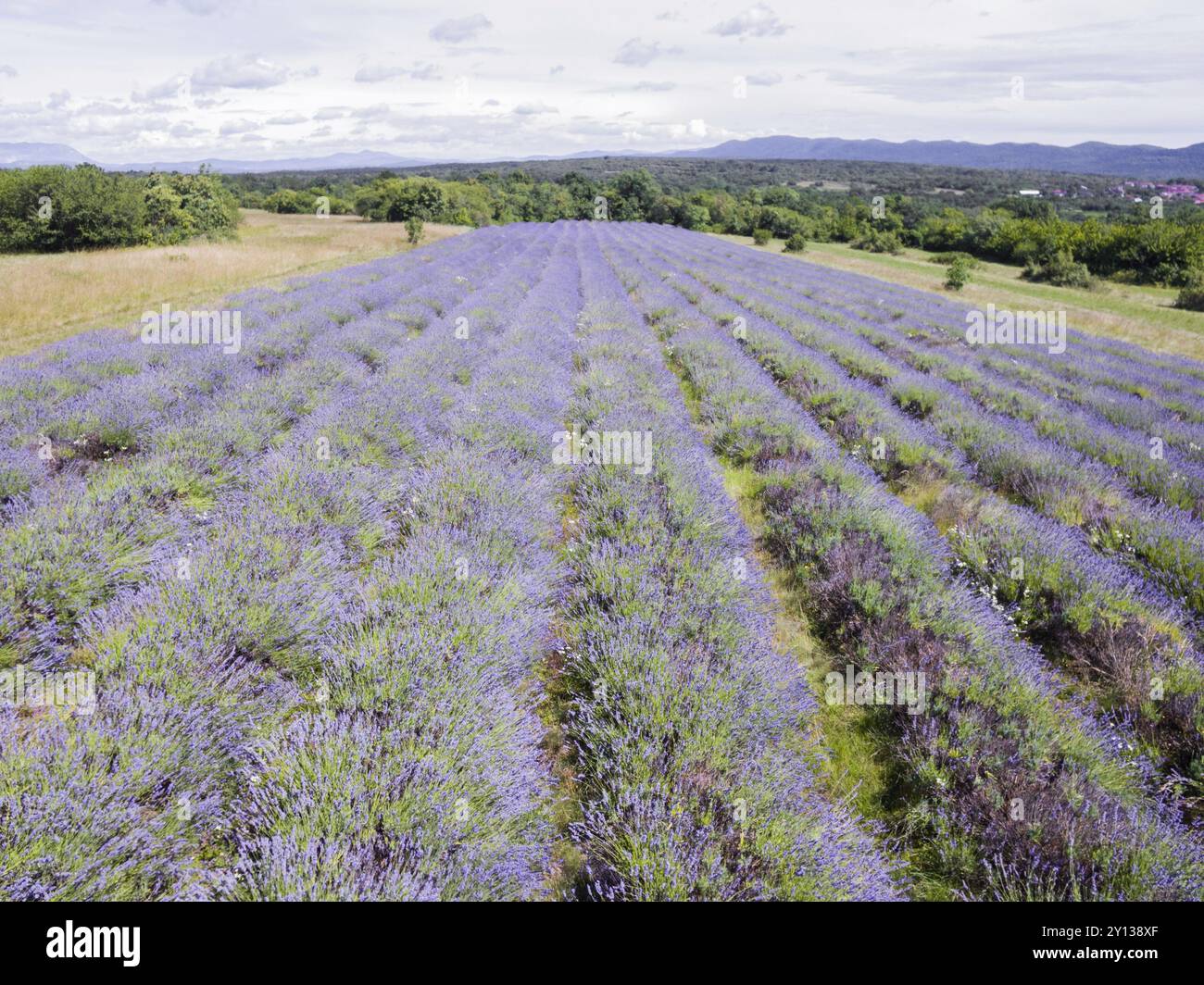 Aerial view photo of lavender field in full blooming season in diagonal ...