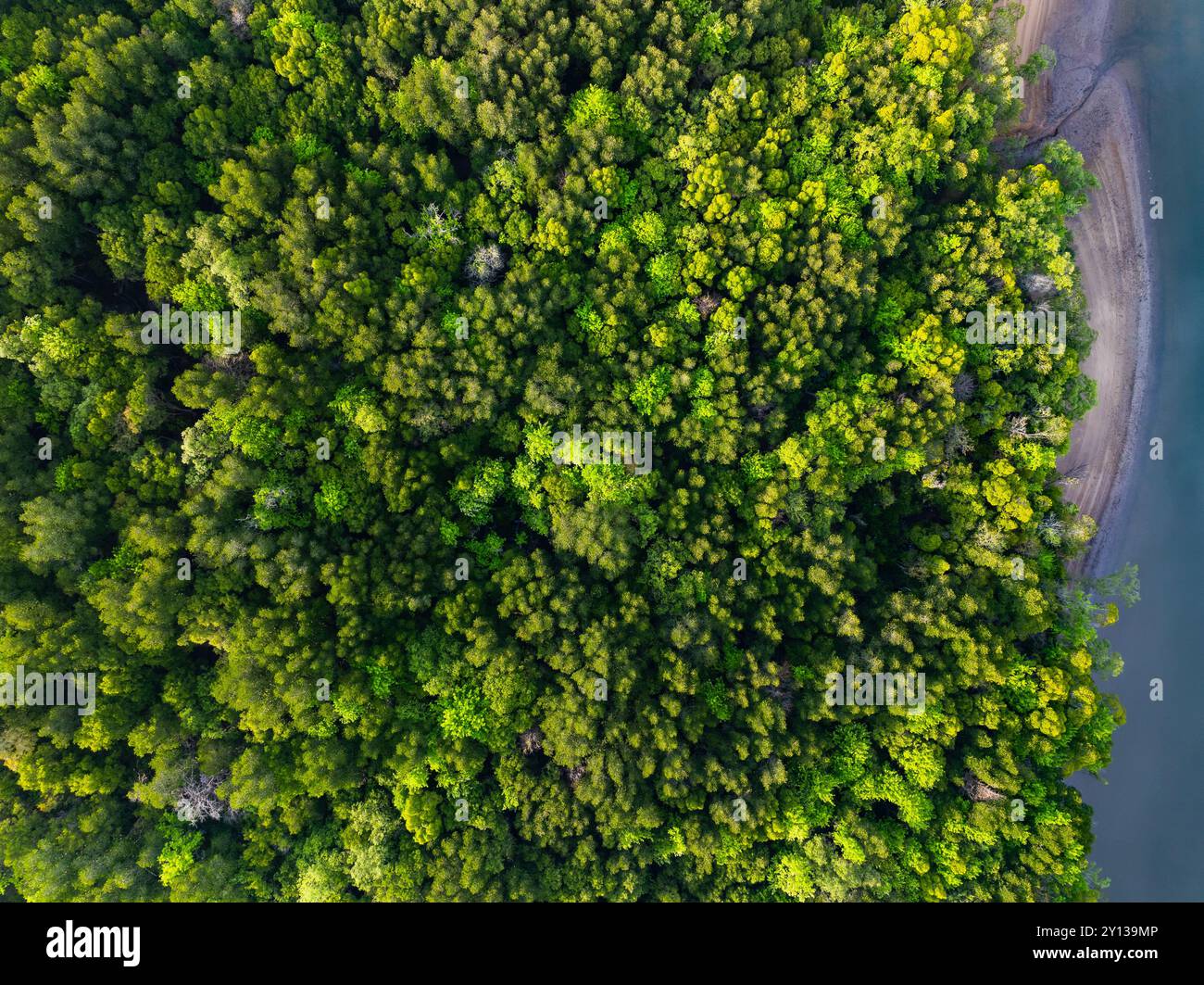 Amazing abundant mangrove forest, Aerial view of forest trees ...