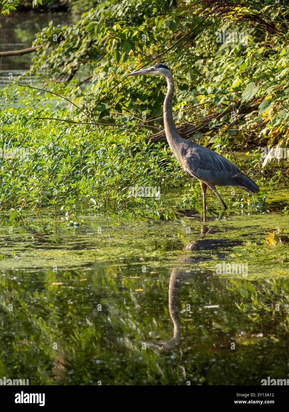 A majestic Great Blue Heron stands tall in its wetland sanctuary ...