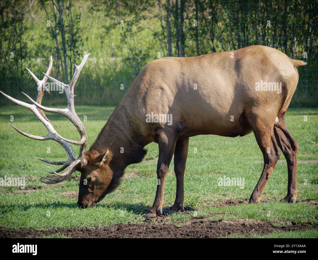 Yukon wildlife preserve hi-res stock photography and images - Alamy