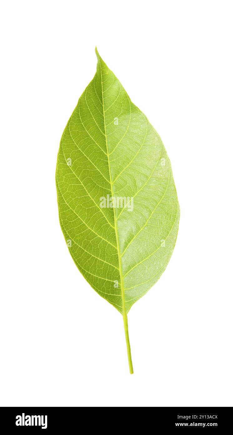 Single walnut green leaf hi-res stock photography and images - Alamy