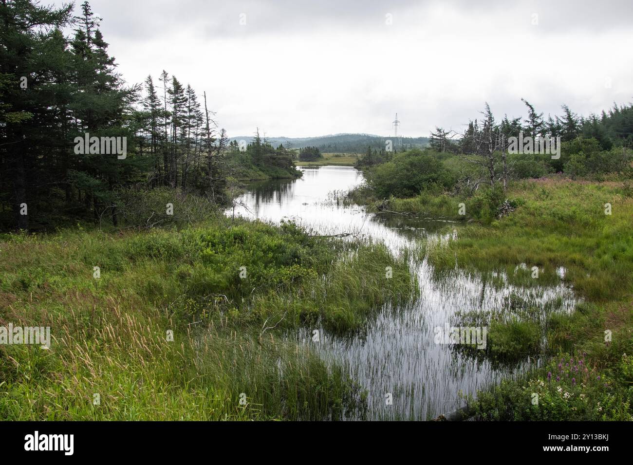 Marshy pond hi-res stock photography and images - Alamy