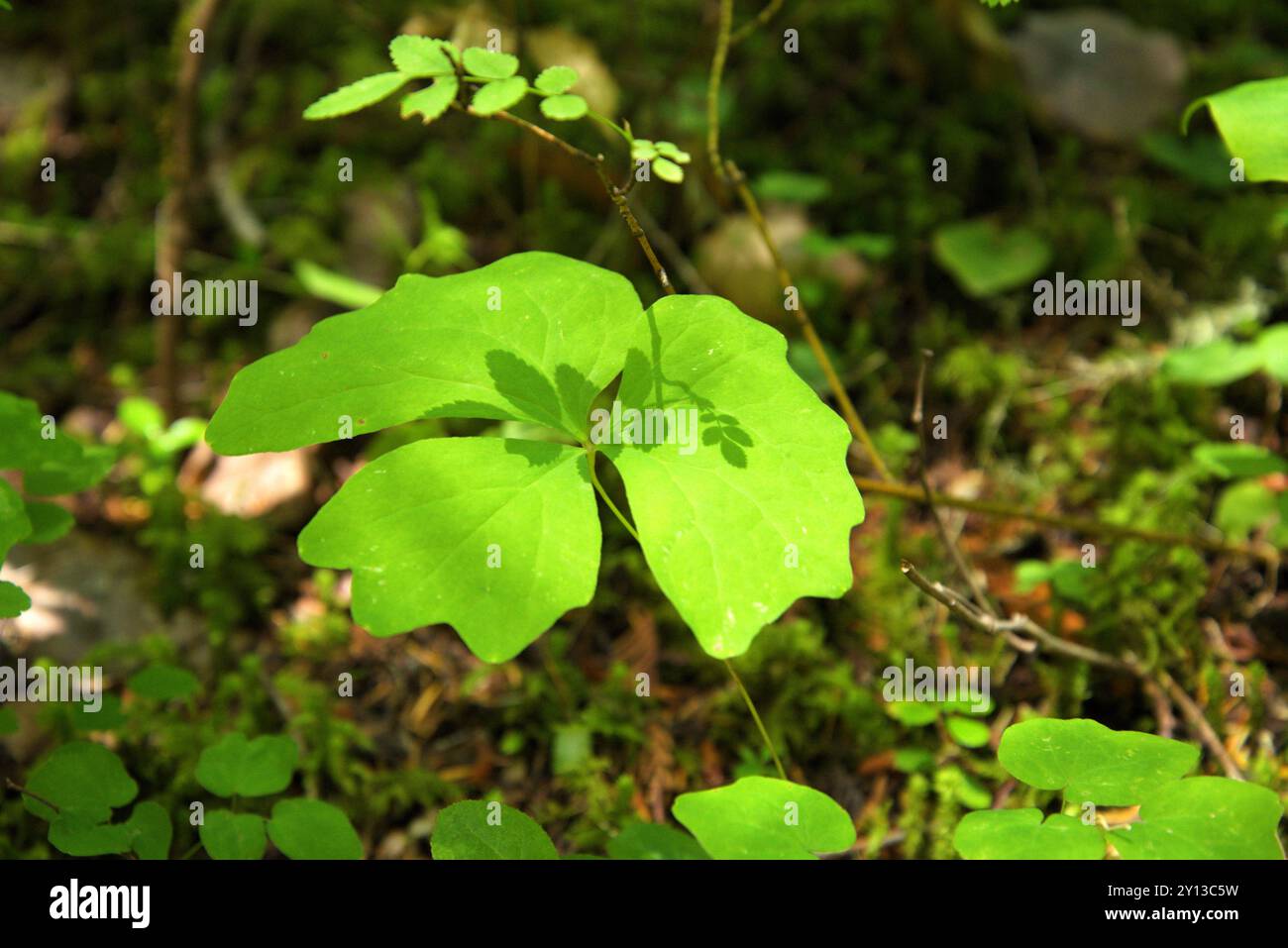 Close up of the shadow of a native rose plant branch on large green ...