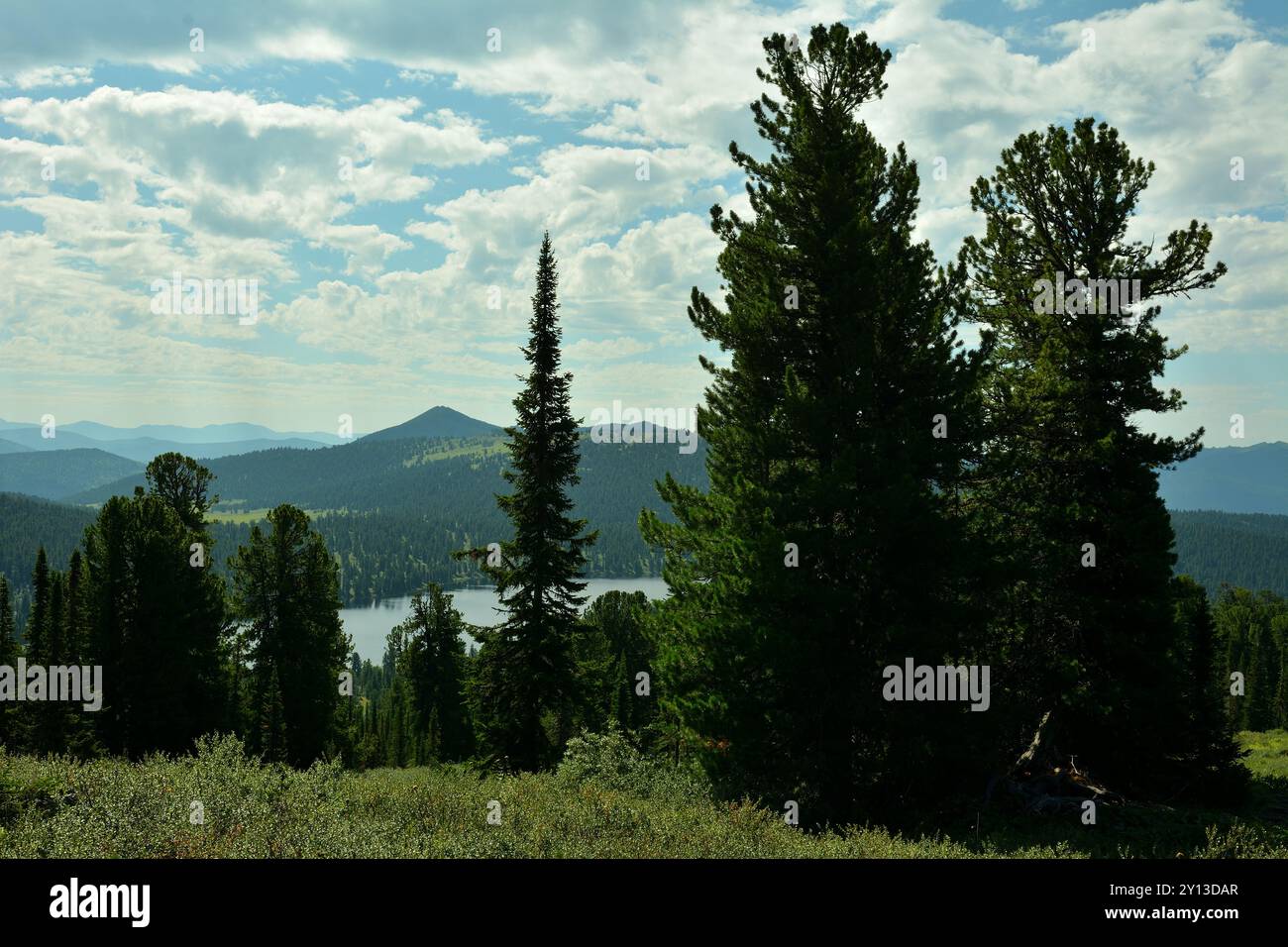 A look through the trunks of tall cedars at a mountain valley and a ...