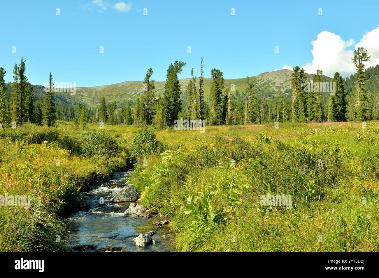 A narrow turbulent stream flows through a clearing with tall grass to ...