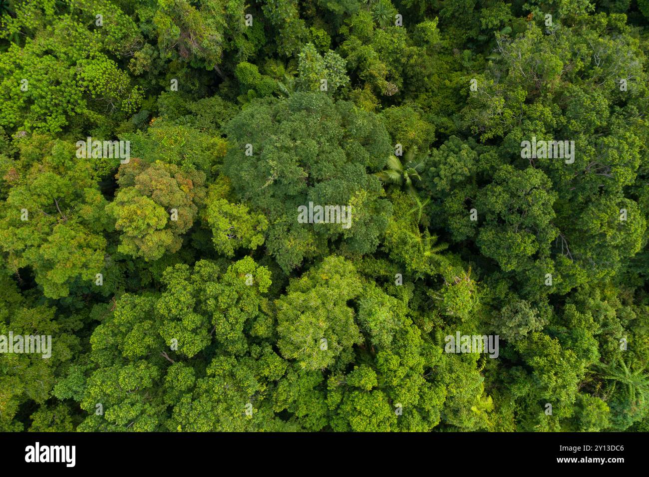 Aerial view Tropical Rainforest trees mountains,Top view green forest ...