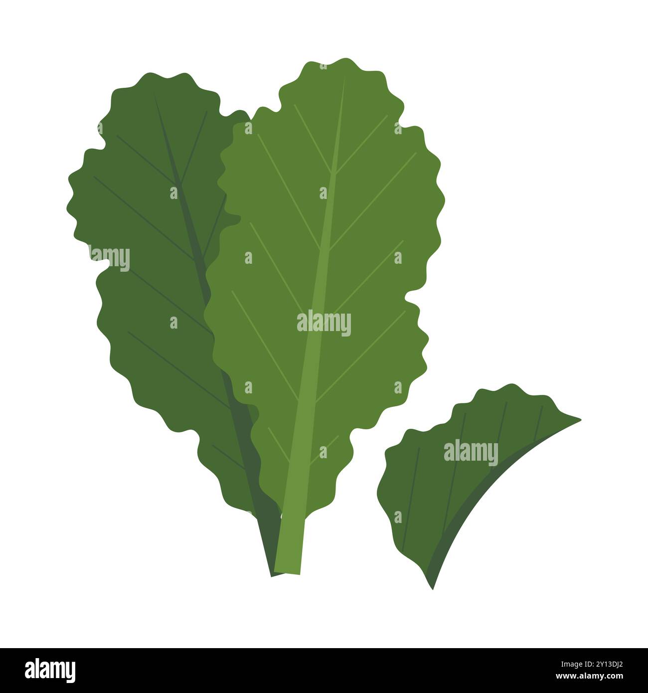 Kale vector vectors hi-res stock photography and images - Alamy