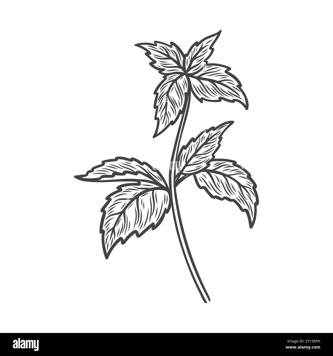 Sketch drawing of mint Stock Vector Image & Art - Alamy