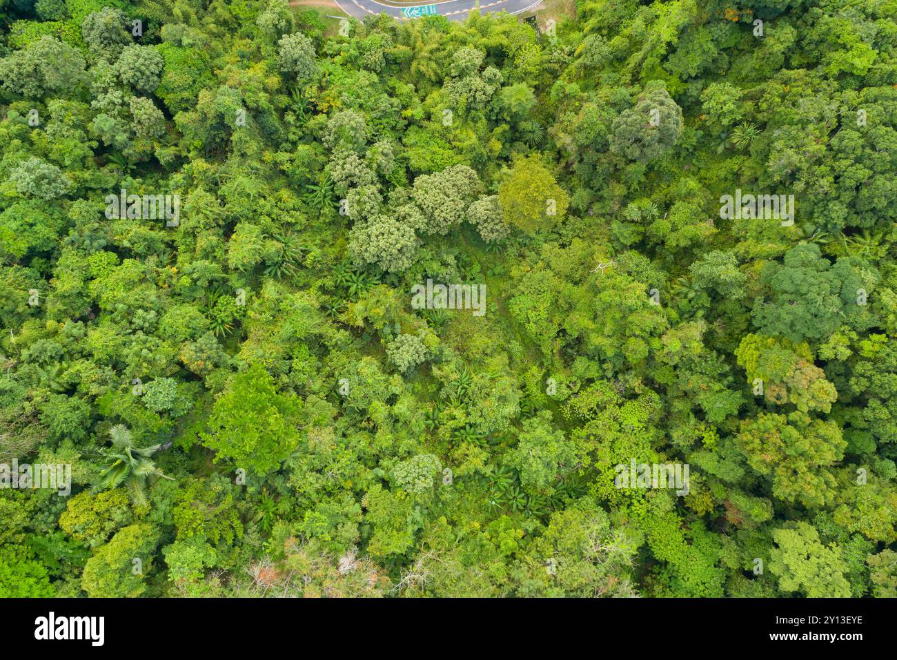 Aerial view Tropical Rainforest trees mountains,Top view green forest ...