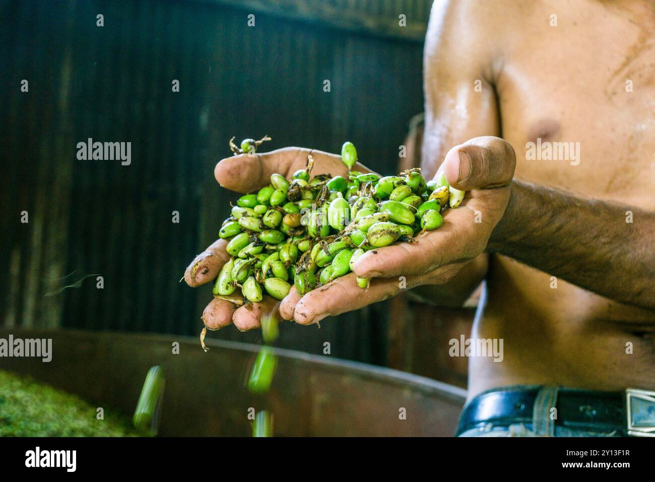 Cardamom drying plant, La Taña, Reyna area, Uspantan department ...