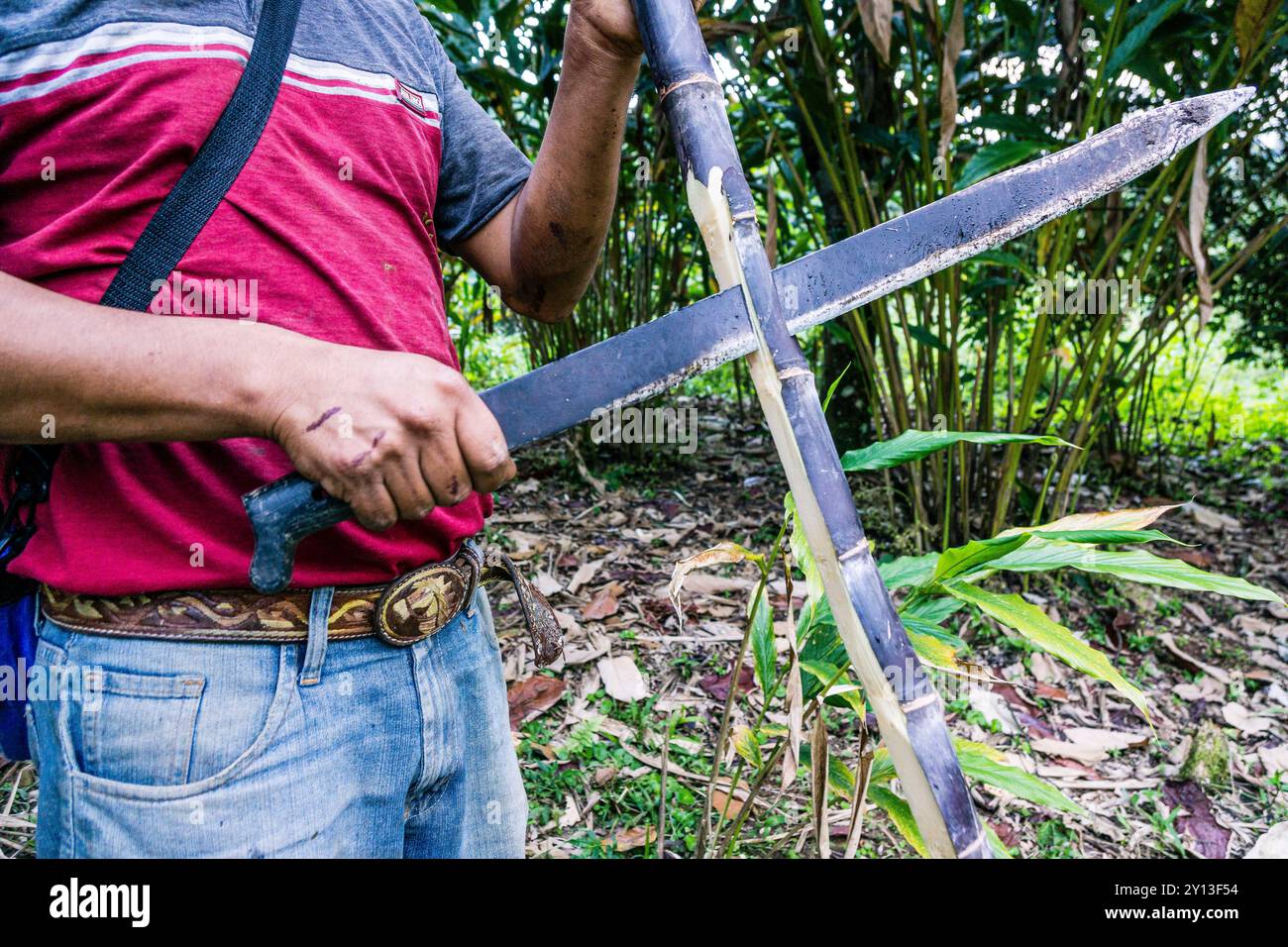 farmer in a sugar cane field, Saccharum officinarum, Los Cerritos ...