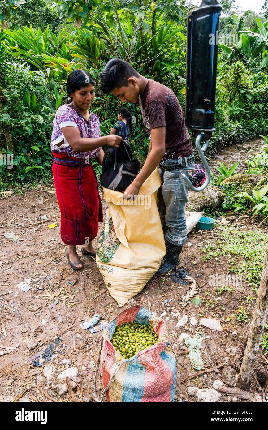 Maya civilization farming hi-res stock photography and images - Alamy