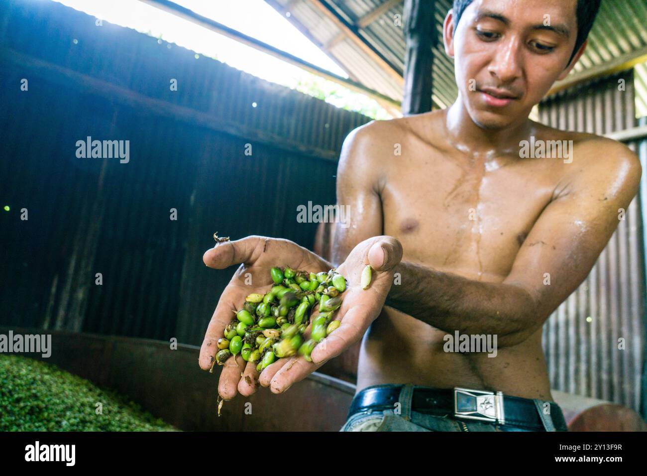 Cardamom drying plant, La Taña, Reyna area, Uspantan department ...