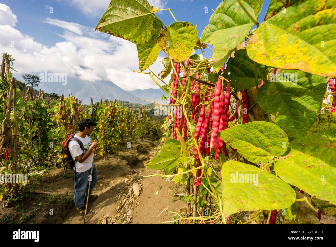 planting of beans on the slopes of the Tolimán volcano ,Santiago ...