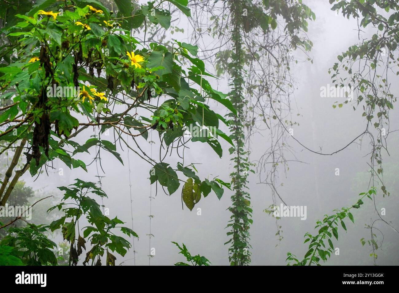 Reina publico hi-res stock photography and images - Alamy