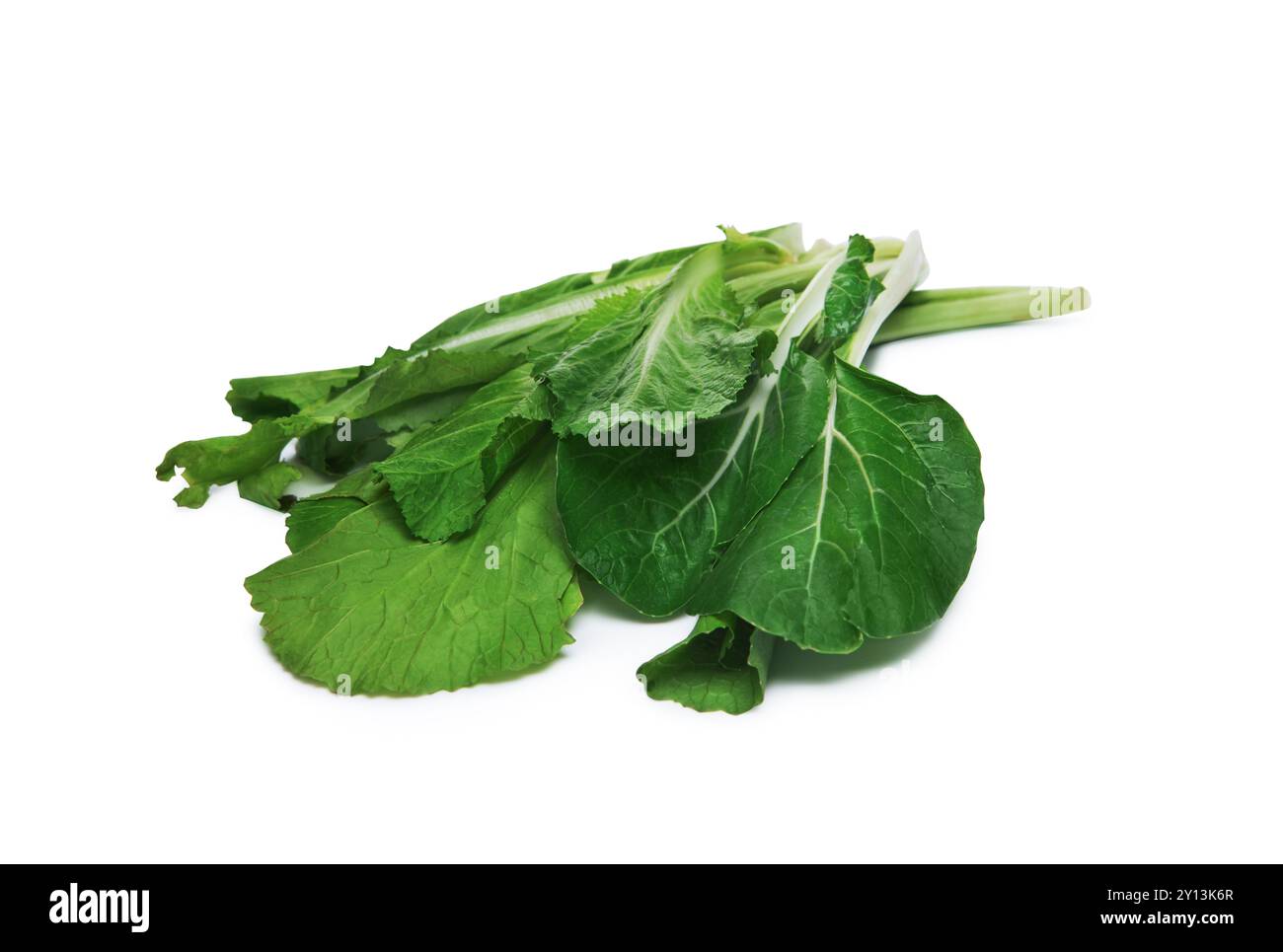 A bunch of fresh mustard greens with vibrant green leaves and thick ...