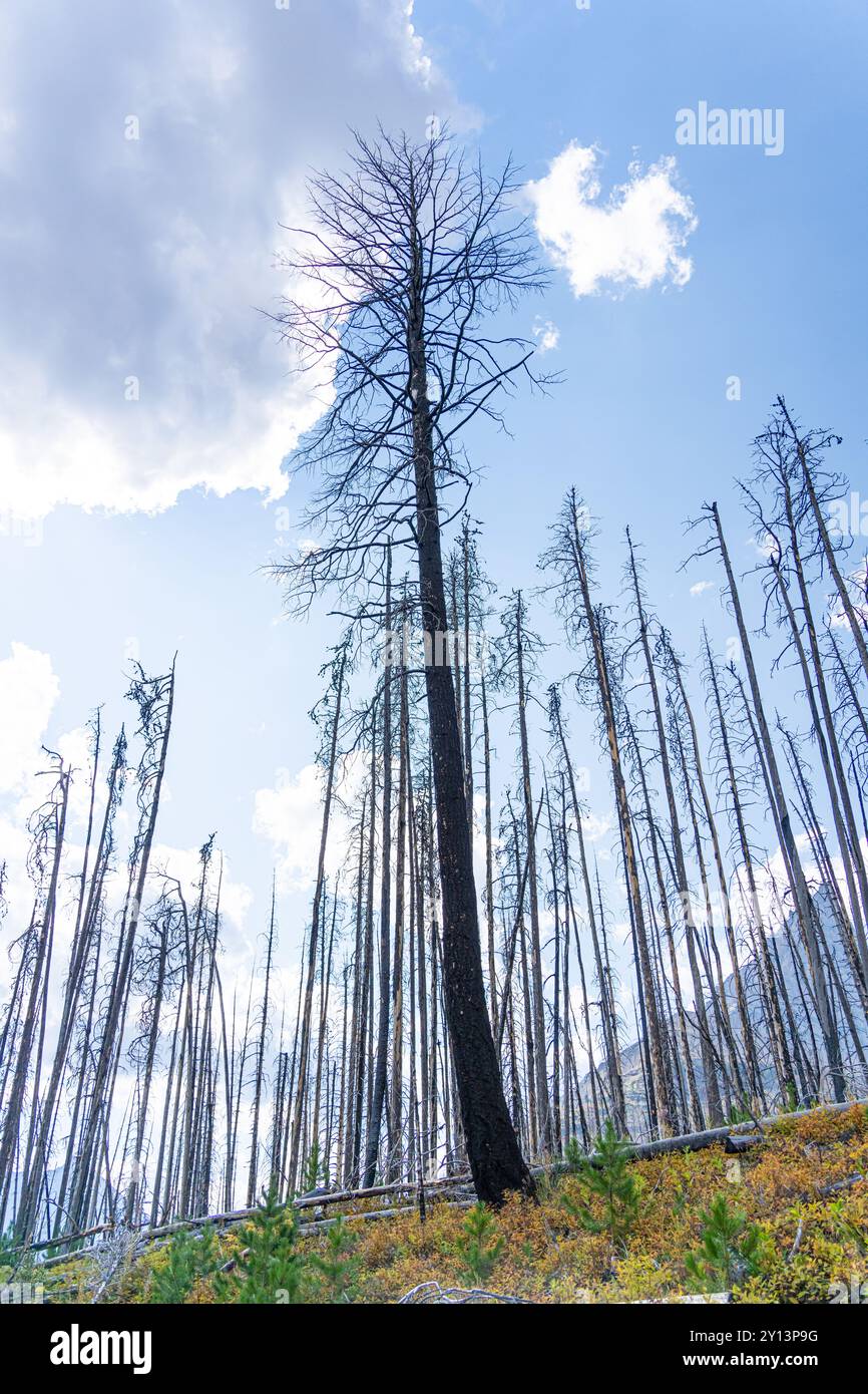 Burnt trees after devastating forest wildfire Stock Photo - Alamy