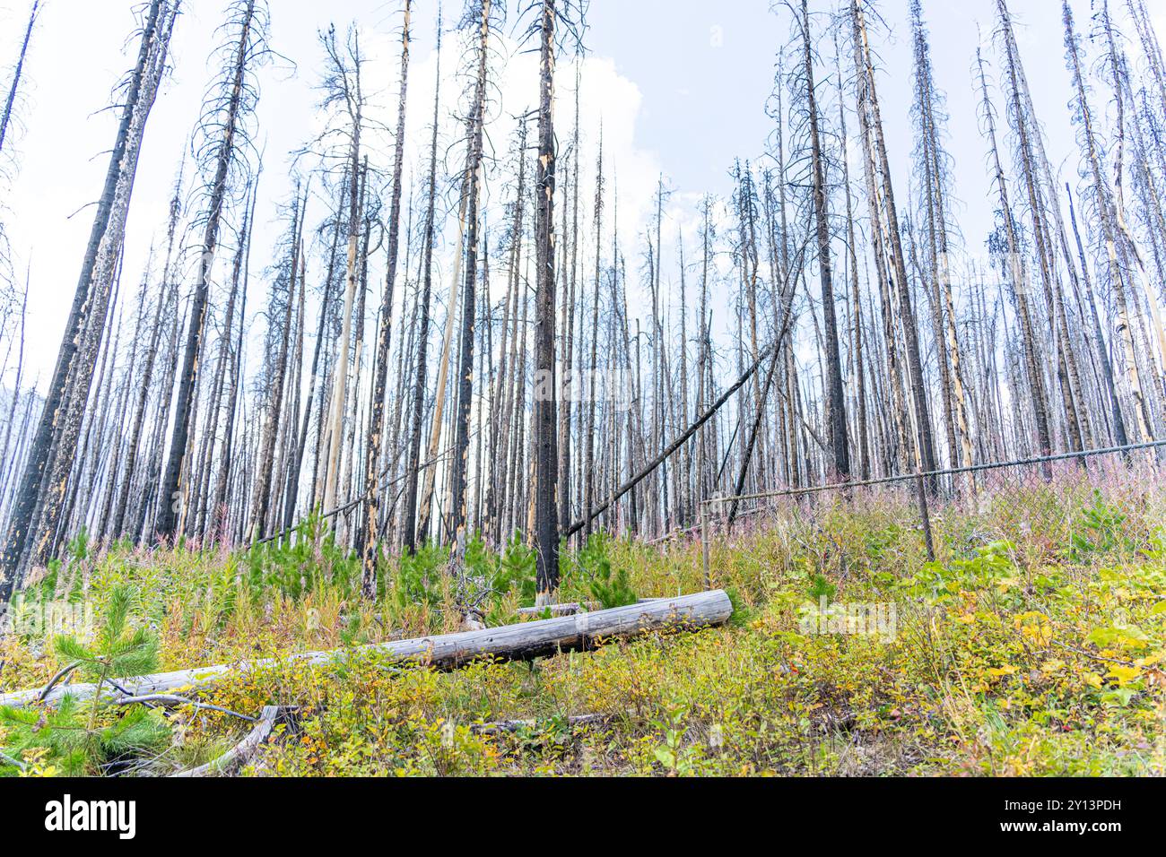 Burnt trees after devastating forest wildfire Stock Photo - Alamy