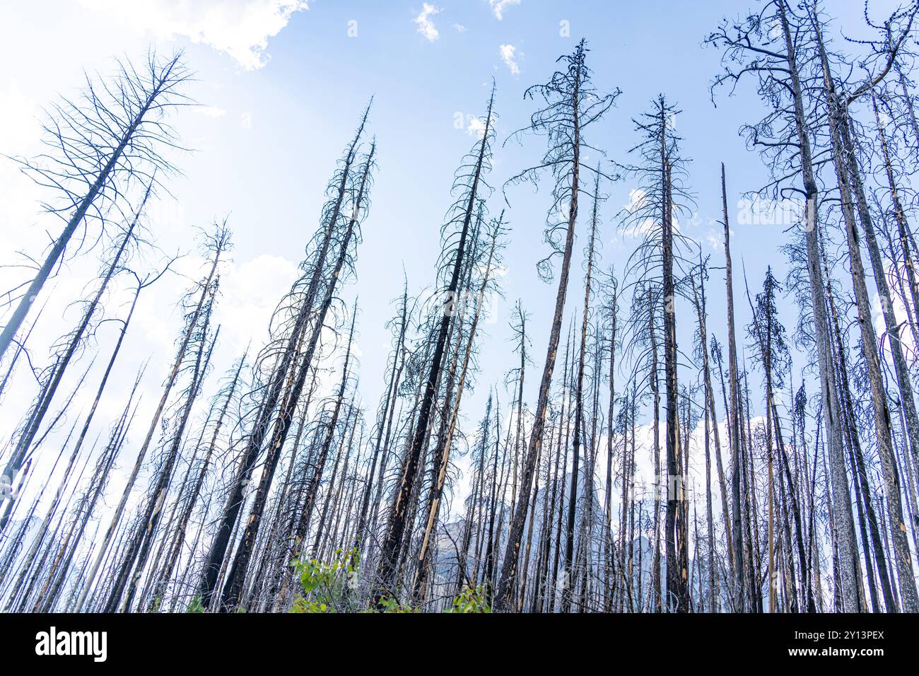 Burnt trees after devastating forest wildfire Stock Photo - Alamy