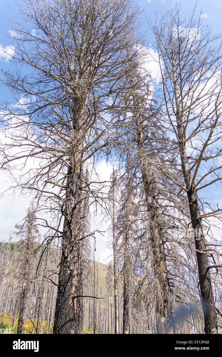 Burnt trees after devastating forest wildfire Stock Photo - Alamy