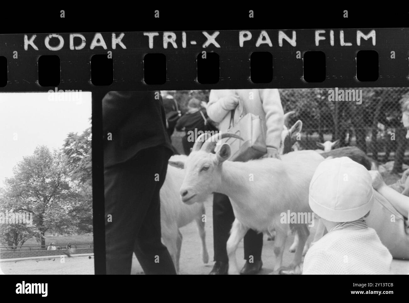 Kodak Tri-X Pan film strip with an image of London Zoo in 1966. Black ...