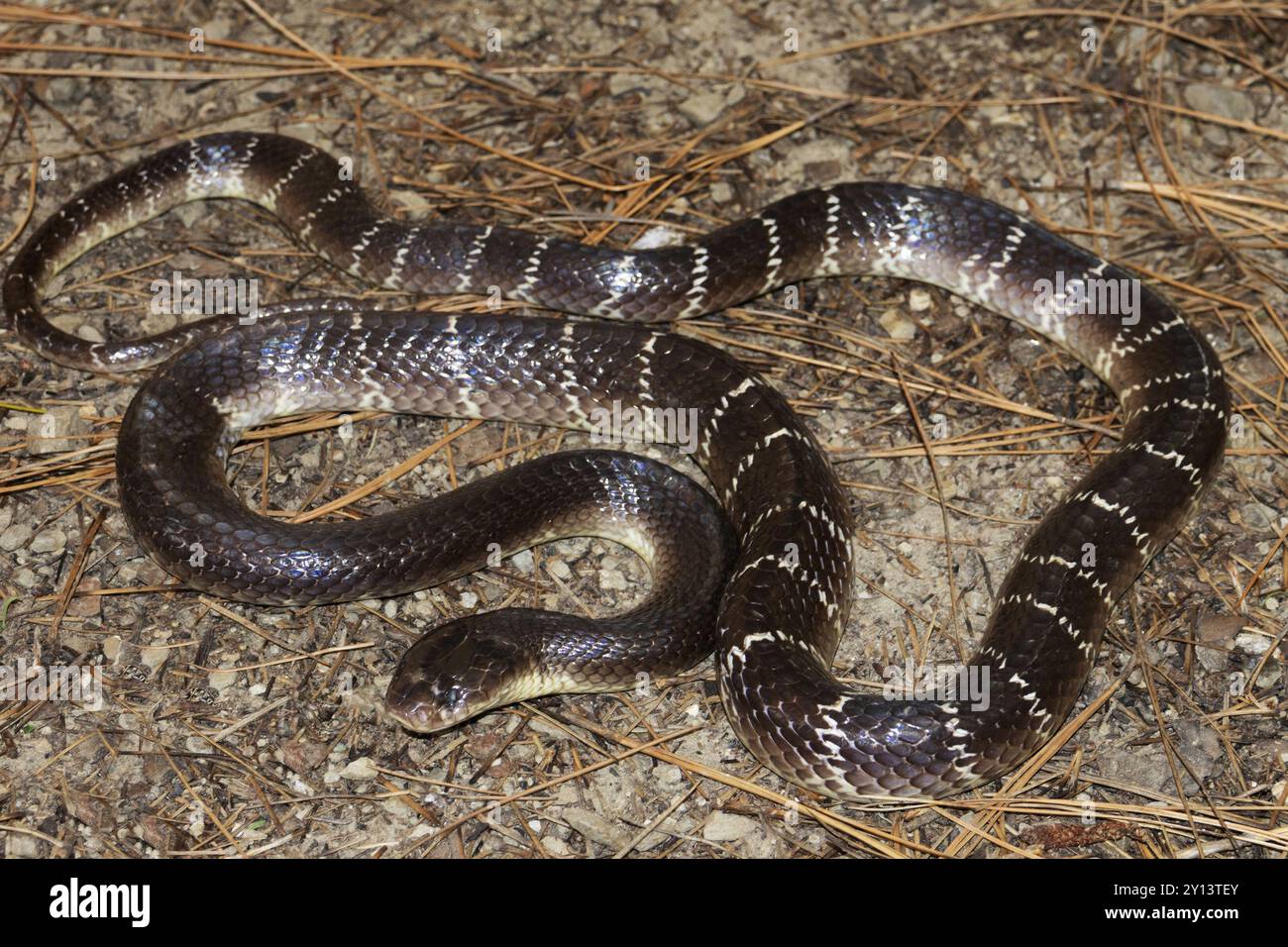 Common krait, Bungarus caeruleus, Venomous snake native to the Indian ...
