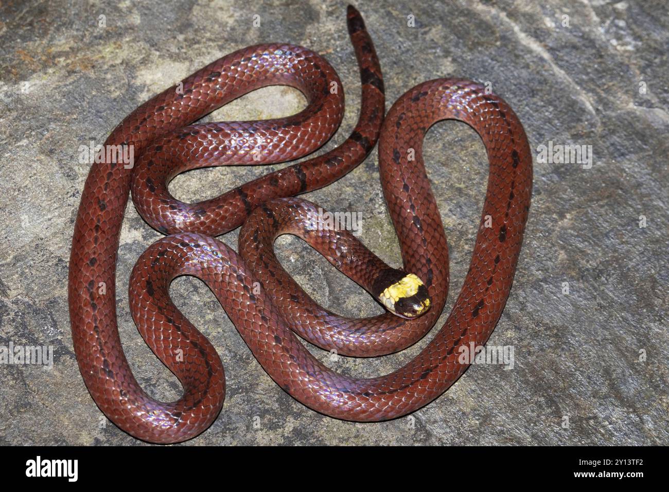 Sinomicrurus macclellandi, commonly known as MacClelland's coral snake ...