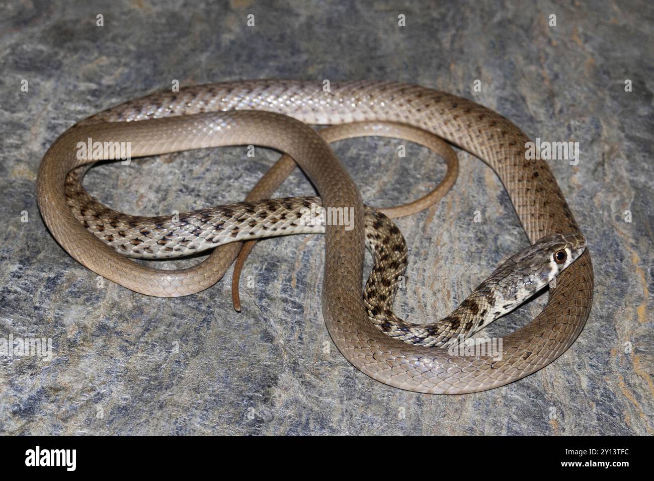 Ladacensis hi-res stock photography and images - Alamy