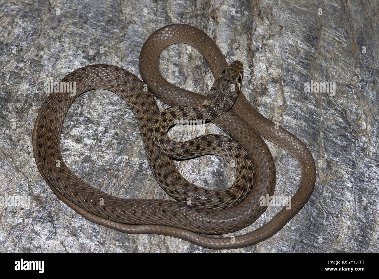 Ladacensis hi-res stock photography and images - Alamy