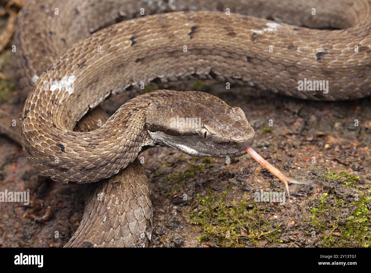 Gloydius himalayanus also known as the Himalayan pit viper or the ...