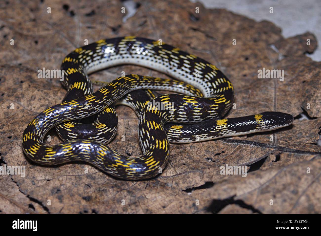 Golden wolf snake hi-res stock photography and images - Alamy