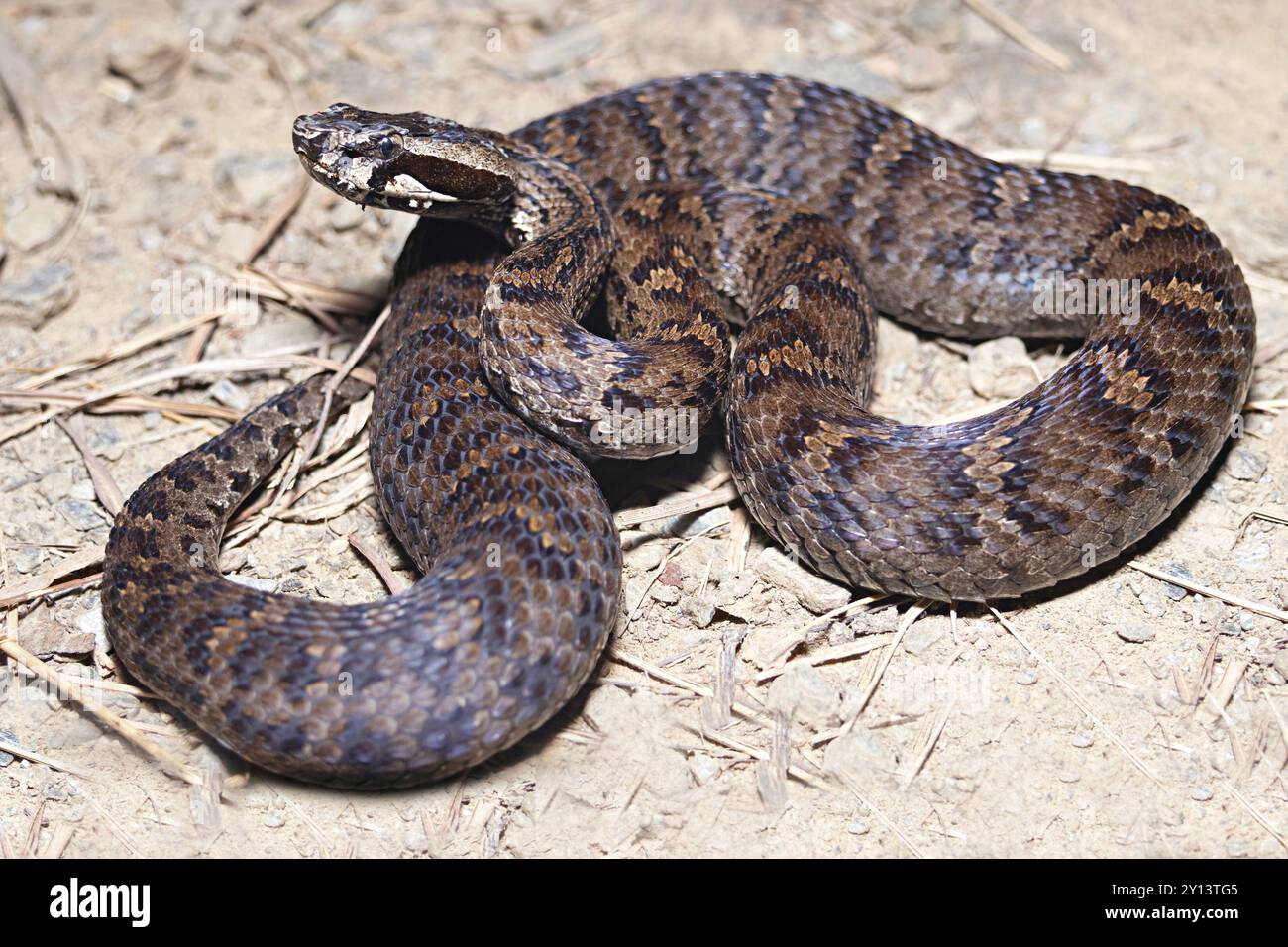 Gloydius himalayanus also known as the Himalayan pit viper or the ...