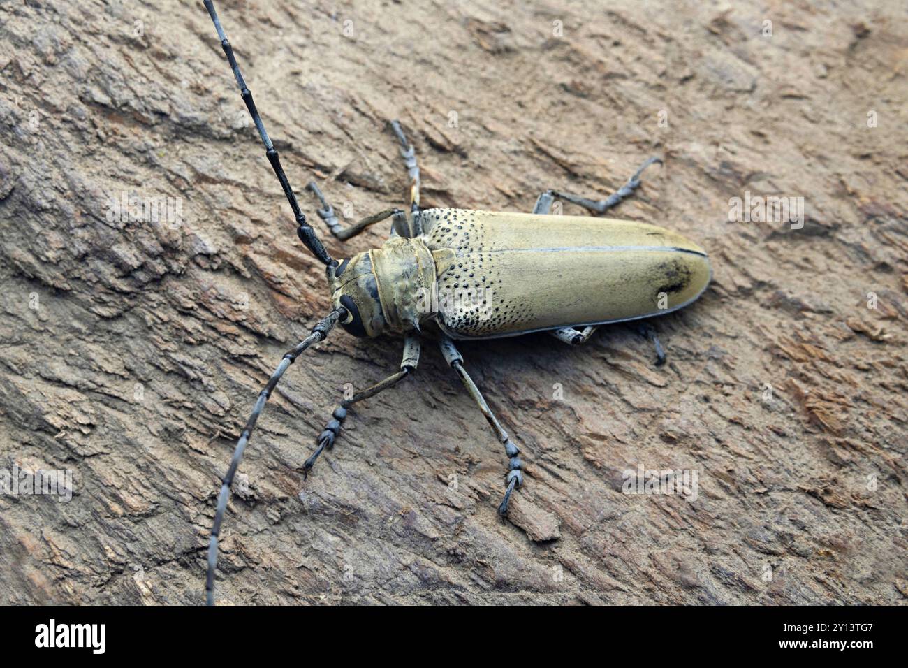 Longhorn beetles, also known as long-horned or longicorns, are a large ...