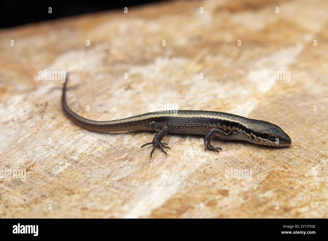 Nepal and turkmenistan hi-res stock photography and images - Alamy