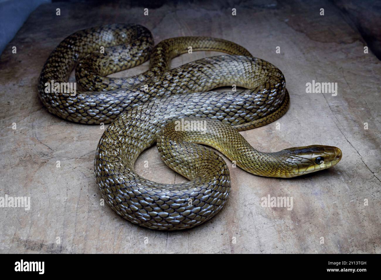 Elaphe hodgsoni, also known commonly as Hodgson's rat snake and the ...