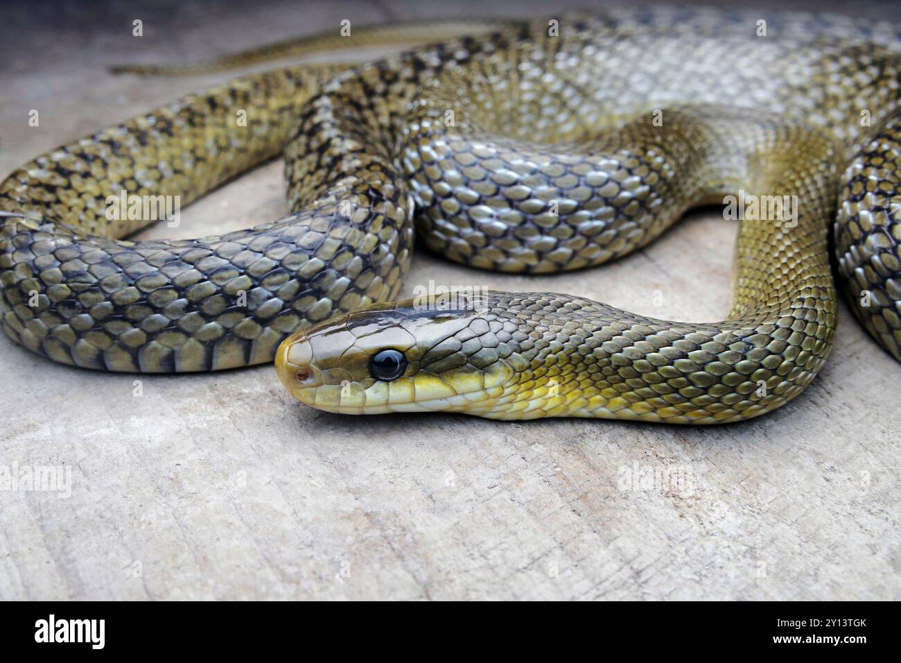 Elaphe hodgsoni, also known commonly as Hodgson's rat snake and the ...