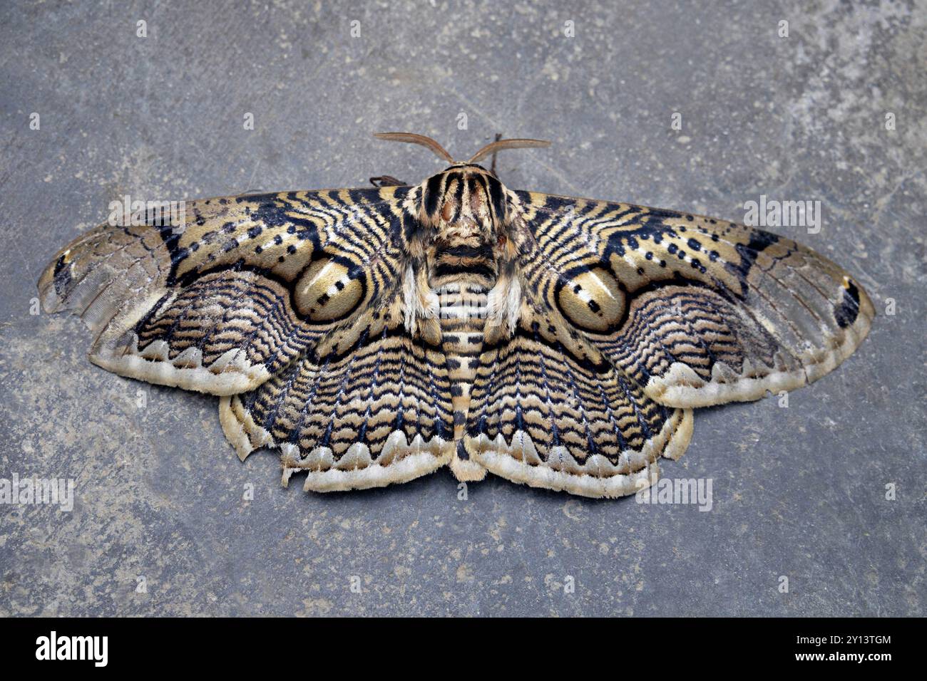 Brahmaeidae is a family of insects in the order Lepidoptera, commonly ...