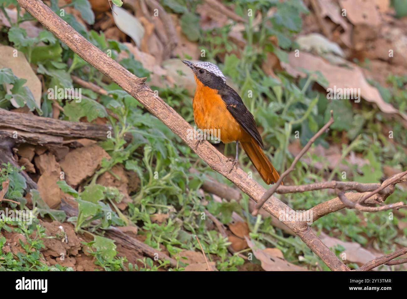 White crowned robin hi-res stock photography and images - Alamy