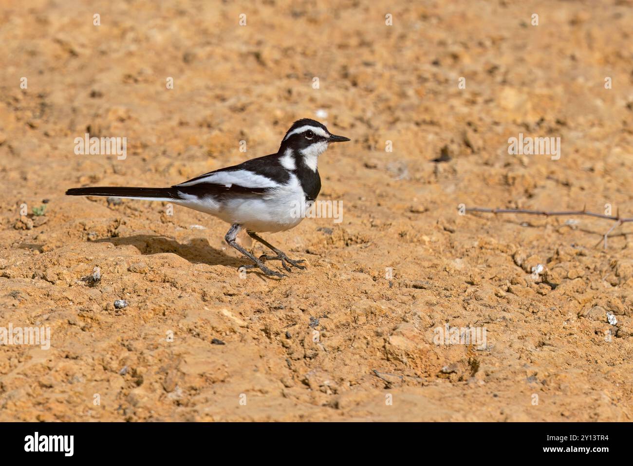African Pied Wagtail, Wassadou, Senegal, March 2024 Stock Photo - Alamy